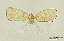 Papua Insects Foundation (Hemiptera/Auchenorrhyncha/leafhopper ...